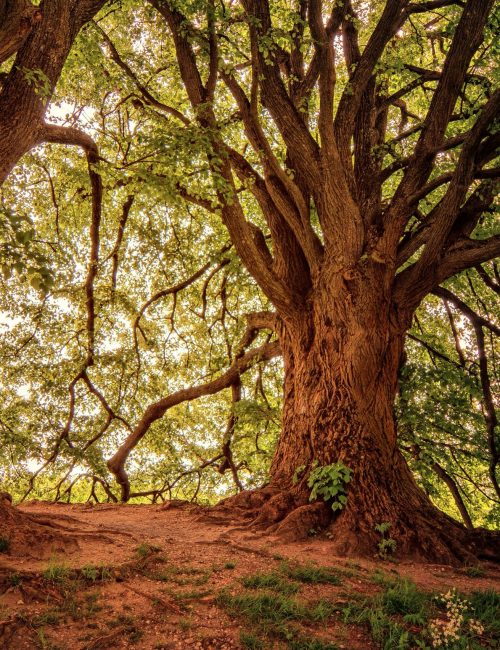 Deutsches Baumarchiv